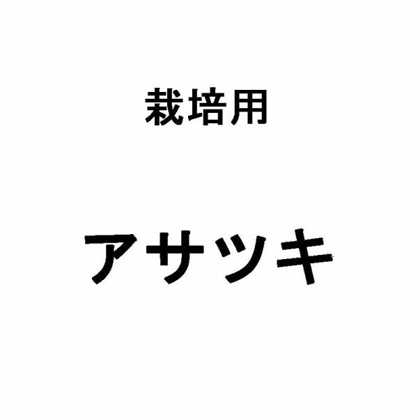 種アサツキの販売。入荷時の重量になります。食用ではありません。