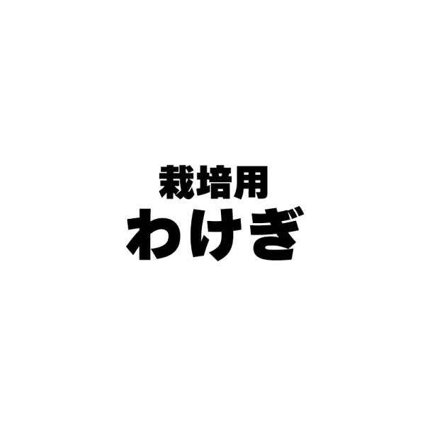 わけぎの販売。入荷時の重量になります。食用ではありません。