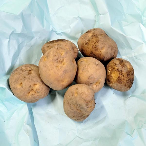 栽培用の種芋です。入荷時の重量になります。容量：5kgサイズ：Lサイズ個数：約6〜8個/kg※画像は1kg分です。