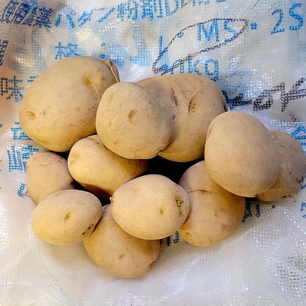 栽培用の種芋です。出荷時の重量になります。容量：3kgサイズ：混合サイズ（S・M・Lサイズ）個数：約9〜18個/kg※画像は1kg分です。※最終処分特価になります。　傷み等ございますので格安でのご提供になります。　返品・交換は承れません。