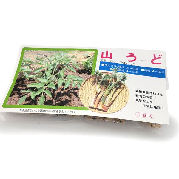 入り数：1株植え時　暖地：3〜4月　寒地：4〜5月収穫：4〜5月