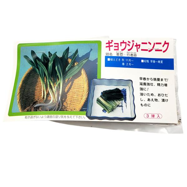入り数：3球植え時　秋：11月〜　春：2月〜収穫：早春〜晩夏