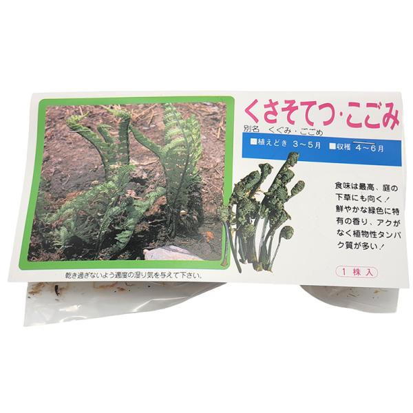 入り数：1株植え時：3〜5月収穫：4〜6月