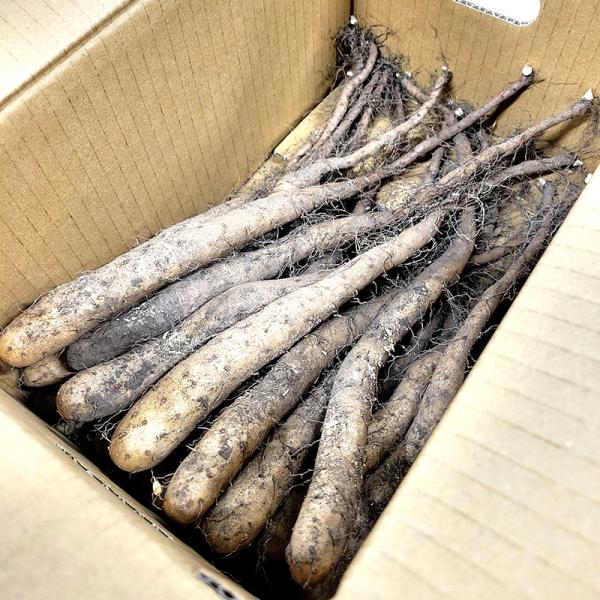 栽培用の種芋です。Mサイズ20本