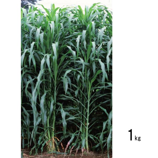 ・播種後、約2か月で草丈2mに達し、多量の有機物を圃場に還元します。・豊富な根群を形成し、サツマイモネコブセンチュウ、キタネグサレセンチュウの密度を低減します。・アブラナ科根こぶ病菌密度低減効果に期待できる緑肥作物です。播種期　暖　地：4〜...