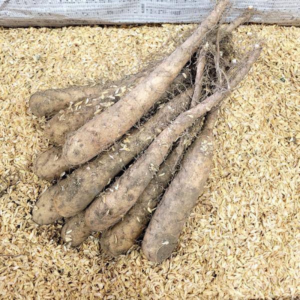 入荷時の重量になります。栽培用です。食用ではありません。入数：30本重量：約70g/本