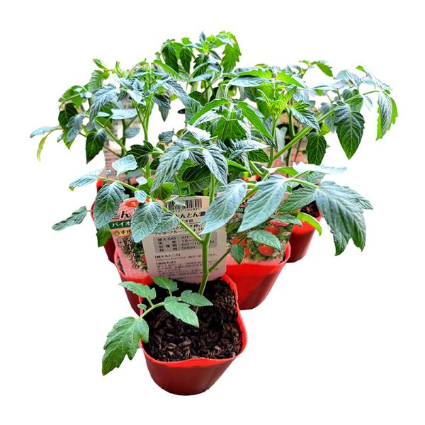 入数：6ポット植える時：4〜7月果重：18〜20g収穫期：6〜10月初旬株間：50cm植える所　日当たりと水はけの良い場所に植え付けます。栽培方法　植える場所には1週間位前を目安に石灰や堆肥、勇気化成肥料等を施してよく耕しておきます。　元肥...