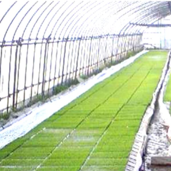 プール育苗の必需品！丈夫で長持ち！プール育苗用のシート(ビニール,フィルム)です。かん水の手間がほとんど掛からない。水による保湿効果が期待でき低温障害がでにくい。病気が発生しにくい。厚さ0.26mm×幅 270cm ×長さ 30m