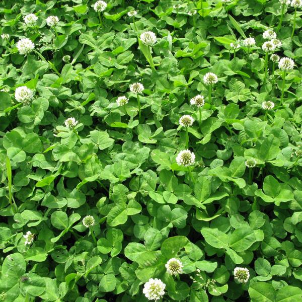 特性・特徴・小葉型で草丈が低く、ほふく茎による広がりが優れる。・土壌適応性が広く、根粒菌が窒素を固定し、土壌を肥沃化する。使用時期東北北部・寒高冷地 【播種期】4月中旬〜5月下旬、8月下旬〜9月下旬東北中部・南部 【播種期】4月中旬〜5月下...