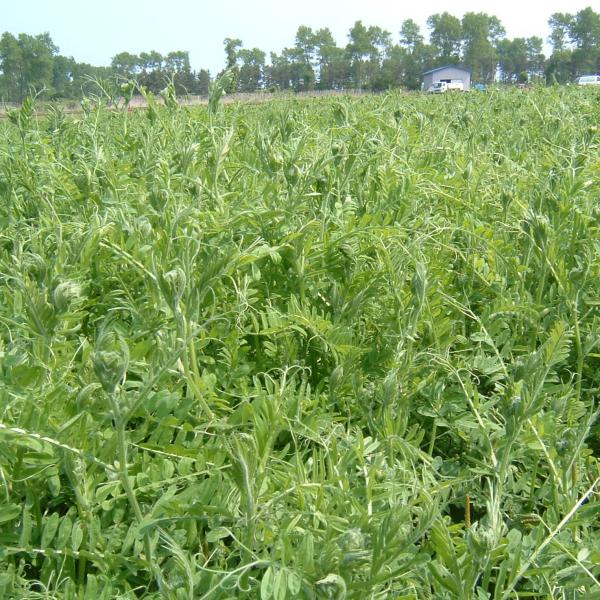【地域】東北〜沖縄（積雪地の秋播き越冬に最適）【播種量】3〜5kg/10a【時期】春(2〜5月)、晩夏(8〜9月)、秋(9〜11月) ※地域で変動【特徴】晩生で越冬性に優れ、長期の雑草抑制（アレロパシー効果）を発揮します。根粒菌の窒素固定に...