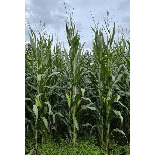 RM85商品対応地域：北海道特性・特徴・稈長が高く、茎葉ボリュームに優れる多収品種・すす紋病抵抗性に優れる。【栽培適応地帯】・十勝・網走・北見地方と道北地域。播種期　道東・道北：5月中旬〜5月下旬　道央・道南：5月上旬〜5月中旬使用量　北海...