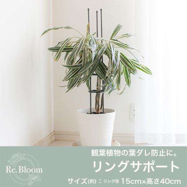 仕様・特徴・観葉植物の葉ダレ防止に!付属のリングが茎や葉をしっかり支えます。・設置が簡単!リングが大きく開くので、すでにお家にある植物にも簡単に後付けができます。・植物の大きさや成長に合わせ最大3段(120cm)まで連結できます。・観葉植物...