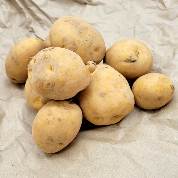 ※画像はイメージです。　栽培用の種芋です。　出荷時の重量になります。容量：1kgサイズ：S