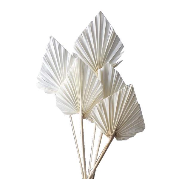 ブーケなどに入れてもおしゃれな、ボリュームをだせるドライ素材です。メーカー名：株式会社大地農園パームスペード　オフホワイト76-54060-11　4988489285292　　　材質：天然素材サイズ：(葉サイズ)約W10〜14×H12〜18...
