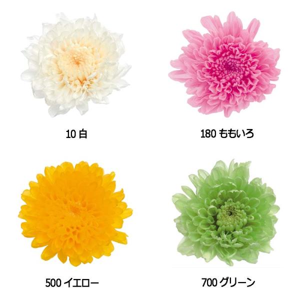 かわいいサイズの小菊をプリザーブド加工！ジャパニーズプリザーブド、大地農園国内自社加工。12輪入り。メーカー名：株式会社大地農園ご希望のカラーをご選択ください。　・白　　　　76-3680-10　4988489149259　・ももいろ　76...