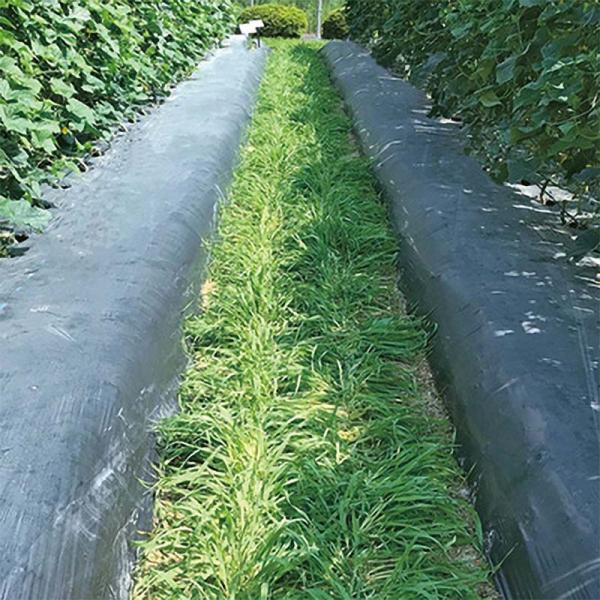 ・春まき専用品種です。・発芽・初期生育が早く、早期に地表を被覆します。・「なつマルチ(晩生)」に比べ、枯れ上がりが早いため、主作物と競合しにくいです。・自然に枯死するため、片付けの手間がかかりません。【播種適期】中間地・暖地：4月〜6月中旬...