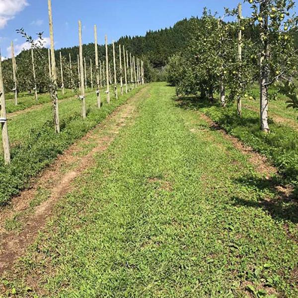 秋まき緑肥！果樹下草用 寒地型芝草 2種混合草刈作業の省力化、雑草抑制、乾燥・地温上昇防止果樹下草用に適したミックス！！トールフェスクとケンタッキーブルーグラスの混合で定着力を強化！播種量：8〜10g/m2播種時期：5月上旬〜下旬、9月上旬〜中旬