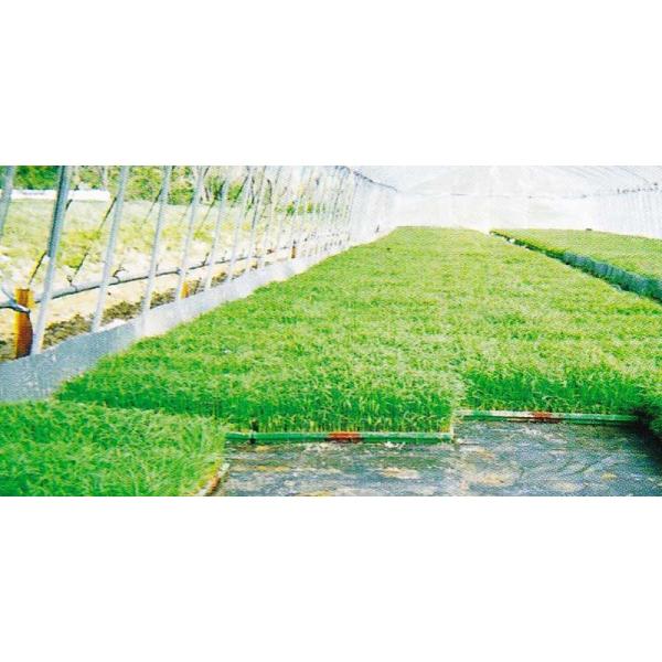 水稲育苗、野菜のポット育苗や鉢栽培の各種下敷に、すぐれた根切り効果を発揮します。幅：135mm長さ：100m入数：1本※根切りシートのみのお届けです。