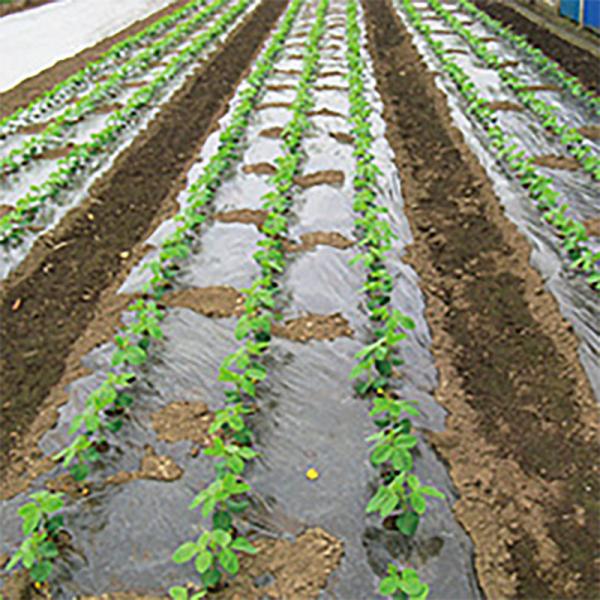 地温の上昇を抑え、雑草の防除に最適です。強度に優れたマルチ。雑草の繁茂を抑え、農作業を軽減します。個人宅への発送はできません。法人名をお知らせください。北海道への発送はできませんのでご了承ください。厚み：0.02mm巾　：270cm長さ：2...