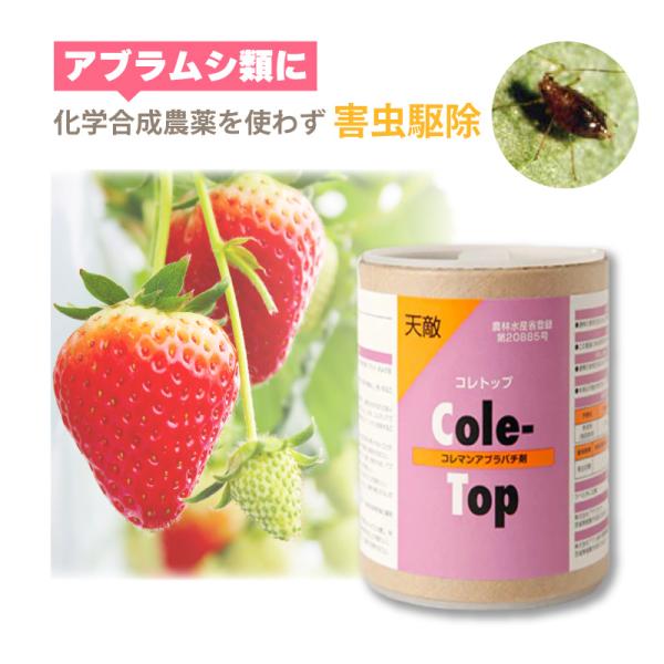 アブラムシ類の寄生性天敵であるコレマンアブラバチをボトルに封入した製剤です。羽化したコレマンアブラバチは、施設内のアブラムシへ寄生し、害虫の増加を長期間抑制します。コレマンアブラバチはアブラムシの探索能力に優れており、常にアブラムシを探して...