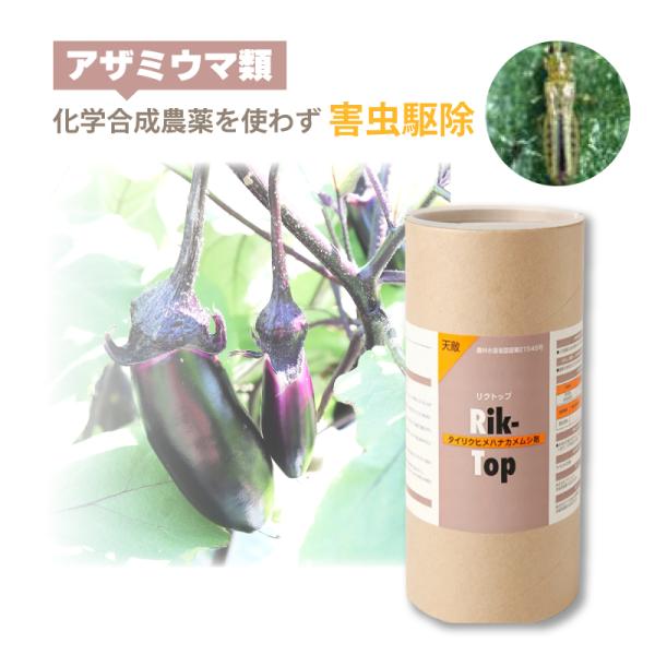 Agrisect（アグリセクト）のRik-Top（リクトップ）は、アザミウマ類の捕食性天敵であるタイリクヒメハナカメムシを製剤化したものです。放飼したタイリクヒメハナカメムシは、葉裏や花部内に定着したアザミウマ類を大量に捕食しますので即効性...