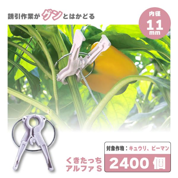 くきたっちアルファ(細紐用)を使うことで従来の紐を結ぶ誘引作業が大幅に短縮されさらに、くきたっちアルファ(細紐用)を使い誘引する事で誘引個所を従来より減らすことが可能です。また茎を縛る必要がないため、茎に紐が食い込んで傷めたりすることもなく...