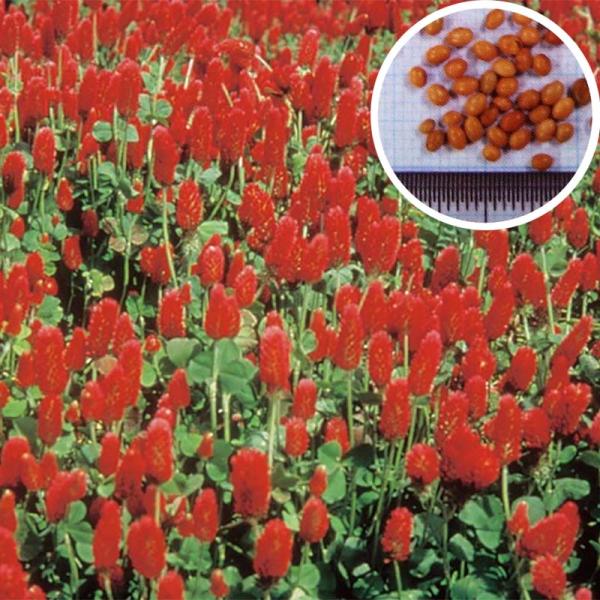 ・深根性の一年生（越年性）クローバです。株での再生はしません。・綺麗な深紅の花が咲き、景観美化に最適です。・普通種に比べて早生品種で開花が早く、すき込みも早くできます。・根粒菌が空中窒素を固定し、土壌を肥沃化します。・ダイズシストセンチュウ...
