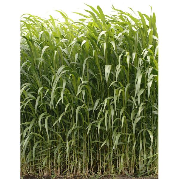 サツマイモネコブセンチュウ対抗作物、緑肥用ソルガム特製・効果・初期生育が旺盛で、粗大有機物生産量が極めて多く、　50〜60日で5〜6t/10aのすき込みが出来ます。・サツマイモネコブセンチュウに高い抑制効果を持ち、後作物の被害を抑えます。・...