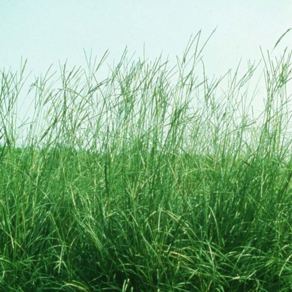 フルーツグラスの定番！果樹園に最適です。特製・効果・暖地型草種で踏圧と耐暑性が極めて強く、永続性に優れる草種です。播種量：2〜3kg/10a商品対応地域：関東・中部・甲信越・近畿・中国・四国・九州・沖縄※播種時期外の商品は欠品する場合がござ...