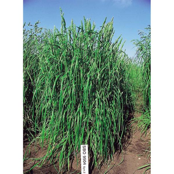 PVP/農林水産省登録品種/雪印種苗育成品種/OECD登録品種特製・効果　北海道　・出穂始はハルジマンより3日遅く、トヨミドリより4日早い晩生品種。　・出穂始の目安（全道平均）6月7日　・越冬性、収量性が優れます。　・オーチャードグラスは再...