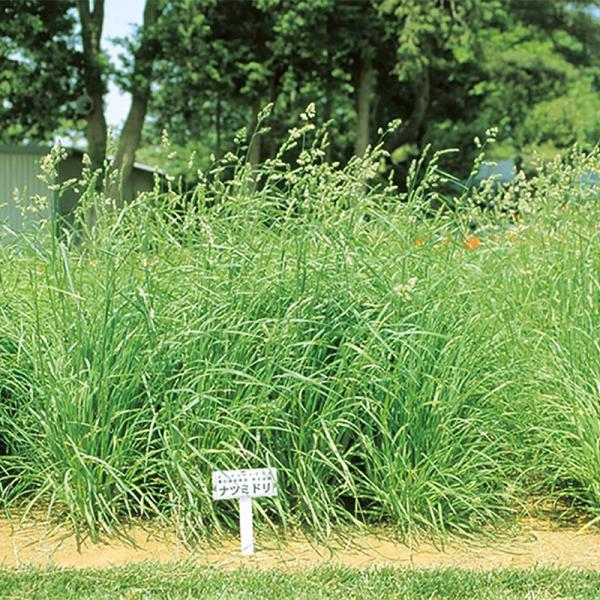 雪印種苗育成品種特製・効果・出穂期はポトマツクとほぼ同じ早生品種。・黒さび病などの葉病害に強い。・越夏後の再生が良好で夏枯れが少なく耐暑性が強い。・早春から生育旺盛で、春の収量が高く、しかも秋の収量性に優れる採草・放牧どちらにも適する多収品...