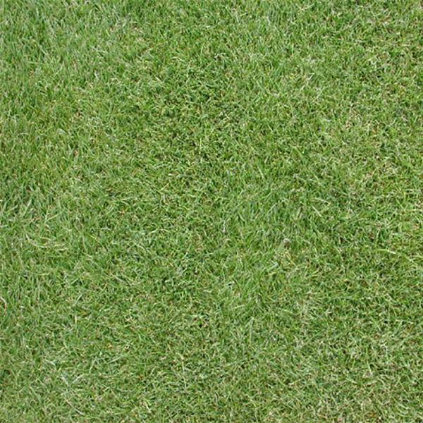 ・ウィンターオーバーシーディング専用の一年生ライグラスです。・ライグラスの中で、耐暑性が非常に弱く、春の衰退が早いため、　ベースの夏芝をあまり傷めずにトランジッション（冬芝から夏芝への　切り替え）させることが可能です。・ウィンターオーバーシ...