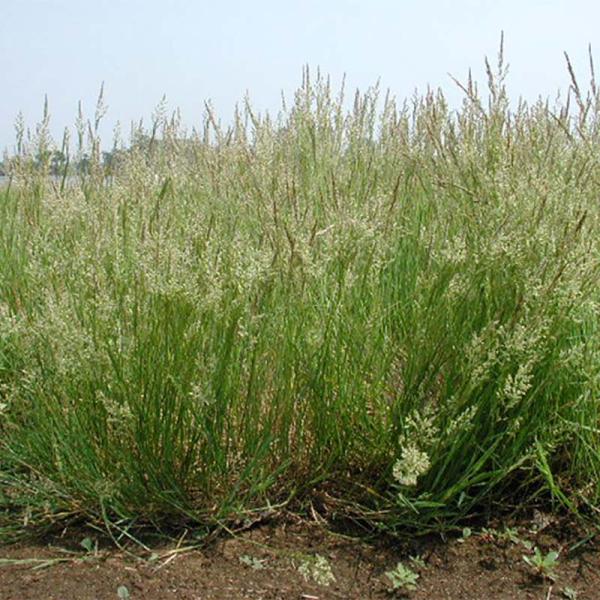 特性・特徴・ベントグラスの中で、ほふく茎をほとんど持たないタイプです。・緑化用として利用されています。・芝生用でも利用可能です。・耐寒性・耐陰性・耐旱性は優れますが、耐暑性・耐病性はやや劣ります。使用時期　道東・道北【播種期】春〜夏　5月上...