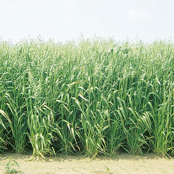 商品対応地域：東北・関東・中部・甲信越・近畿・中国・四国・九州・沖縄特性・特徴・青刈、サイレージ、ロールベール、緑肥と様々な用途に適する。・耐病性、耐倒伏性に優れる。・直立型の広葉・太茎で乾物多収。・青刈利用の再生力は旺盛（機械で踏圧すると...