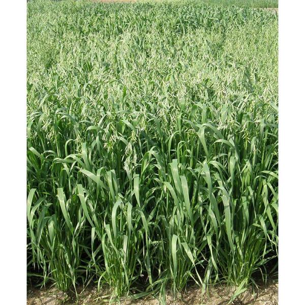 PVP/九州沖縄農業研究センター・雪印種苗共同育成品種農林水産省登録品種商品対応地域：関東・中部・甲信越・近畿・中国・四国・九州・沖縄特性・特徴・サツマイモネコブセンチュウに対して高い抑制効果があります。・生育が早く多収な極早生品種です。・...