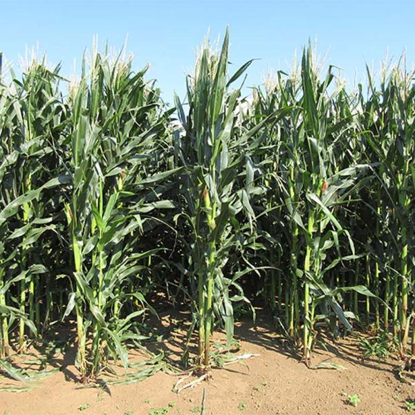 商品対応地域：東北・関東・中部・甲信越特性・特徴・ごま葉枯病、すす紋病に強い。・乾物多収の中生品種。使用時期　東北中部・南部【播種期】4月下旬〜6月上旬　一般地【播種期】4月中旬〜6月上旬最適植栽本数：6,500〜7,000本/10a用途・...