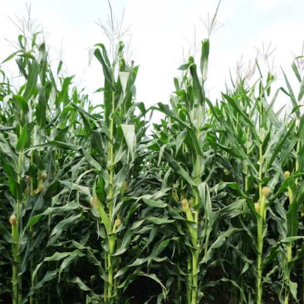 RM125商品対応地域：東北・関東・中部・甲信越・近畿・中国・四国・九州・沖縄特性・特徴・初期生育が良好です。・ボリューム感のある大型品種です。・大きな雌穂の乾物多収品種です。使用時期　東北中部・南部【播種期】4月下旬〜6月上旬　一般地【播...