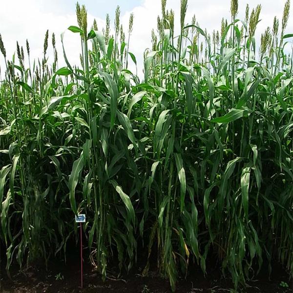 商品対応地域：東北・関東・中部・甲信越・近畿・中国・四国・九州・沖縄特製・効果・糖分が高く嗜好性が良い。・草丈は3m前後の大柄品種で、収量性が高い。・青刈利用やトウモロコシとの混播に適する。播種期　東北中部・南部　5月下旬〜6月下旬　一般地...