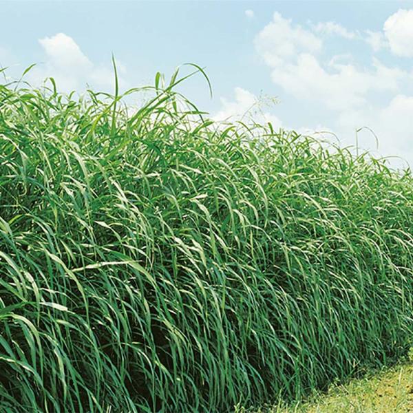 商品対応地域：東北・関東・中部・甲信越・近畿・中国・四国・九州・沖縄特製・効果・スーダングラスの中では極めて細茎で、乾燥速度が最も早い。・高温時の再生力がよく、踏圧後の再生力も最強。・分げつが多く、多収。使用時期　東北中部・南部【播種期】5...