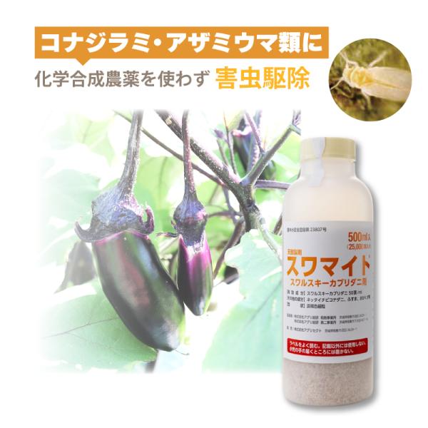 スワマイトは、コナジラミ類やアザミウマ類の捕食性天敵であるスワルスキーカブリダニを封入した製剤です。作物の開花後であれば花粉を食べて生存できるため、害虫を待ち伏せできます。【天敵製剤の特徴】1）化学合成農薬が効かない難防除害虫（薬剤抵抗性害...