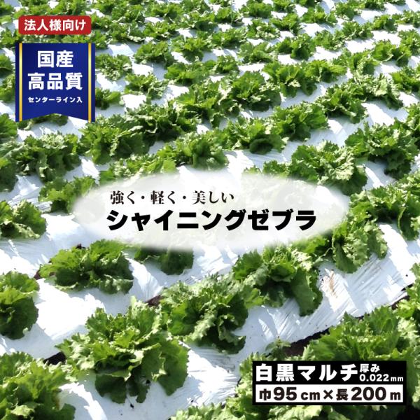 この 白黒マルチ は、厳選された素材と技術、そして厚みがあることで、ハッキリとした色あいになり、高い効果を実現します。表面の白は、光を反射し夏場の地温上昇を抑える事ができるので、夏野菜の栽培に、オススメです。また裏面の黒は、遮光性があるので...