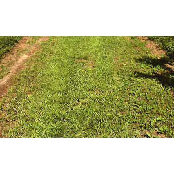 秋まき緑肥！果樹下草用 寒地型芝草 2種混合草刈作業の省力化、雑草抑制、乾燥・地温上昇防止果樹下草用に適したミックス！！トールフェスクとケンタッキーブルーグラスの混合で定着力を強化！播種量：8〜10g/m2播種時期：5月上旬〜下旬、9月上旬〜中旬