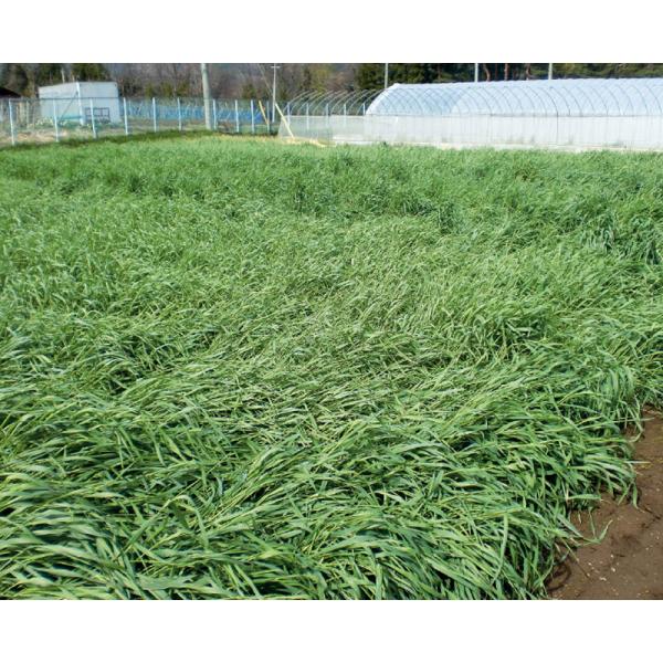 越冬性に優れ黒斑細菌病に罹病しない！耐雪性が強く、越冬性に優れる。黒斑細菌病に罹病しない。初期生育は遅いが春先の生育は早い。収量性高く、有機物量が豊富に供給できる。播種期：中間・暖地 3〜5月、9〜11月　　　　冷涼地 3月下旬〜5月上旬、...