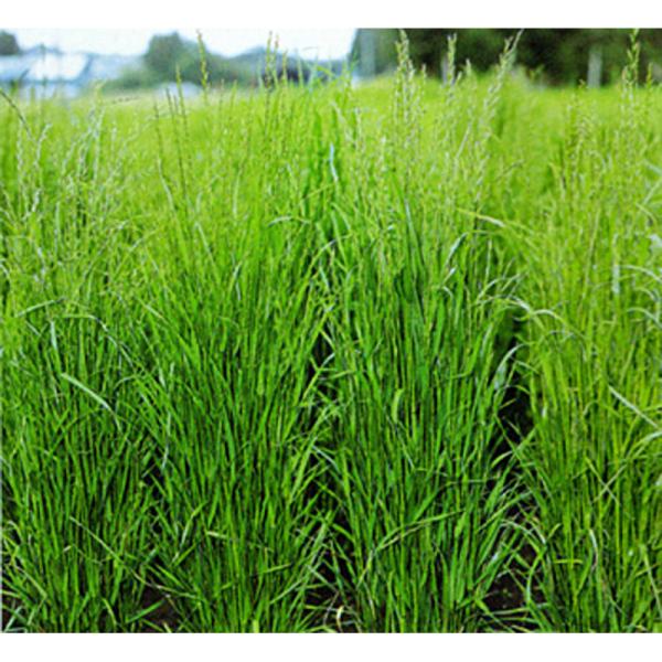 ◆特性出穂は「ニオウダチ」より10日位早い。生草収量は「ニオウダチ」と同程度だが、乾物収量は多い。草型は流通品種よりもさらに直立型。乾物率が高く、乾草調整が容易。■イタリアンライグラスの栽培播種期：春まき 3〜4月（遅まきは避ける）　　　　...