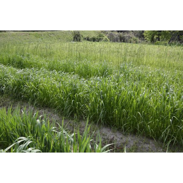 ◆特性中生で、出穂は「ナガハヒカリ」より約2日遅い。草型は「ナガハヒカリ」より立性で、耐倒伏性が強い。葉身長は短いが葉幅が広く、茎数も多い。春の生育が早く、越冬性も強い。●イタリアンライグラスの栽培播種期：春まき 3〜4月（遅まきは避ける）...