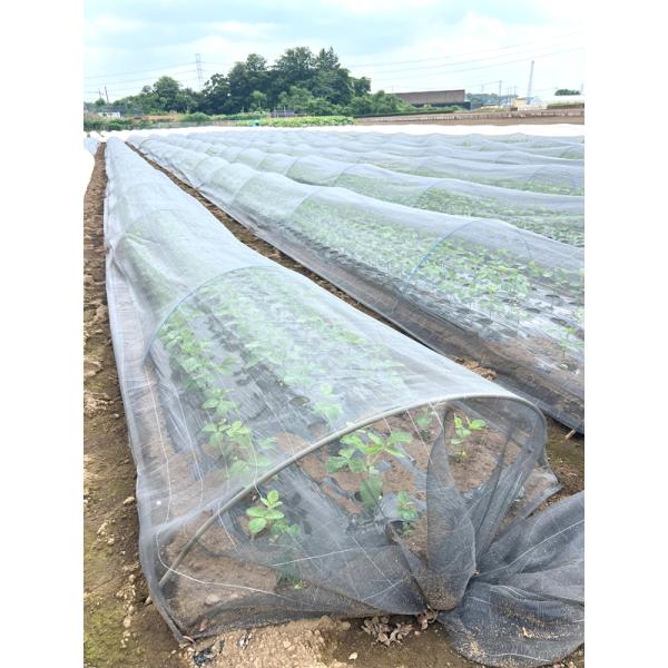 定植後の高温による発芽不良・生育障害・葉焼け対策に！サンサンネットと同様にベタ掛け栽培可能！強風緩和効果や、ゲリラ豪雨対策にも！◆仕様規格：2.1×100m目合:1mm×1mm遮光率:約30％※法人登録、もしくは看板のある法人のみお届け可能...