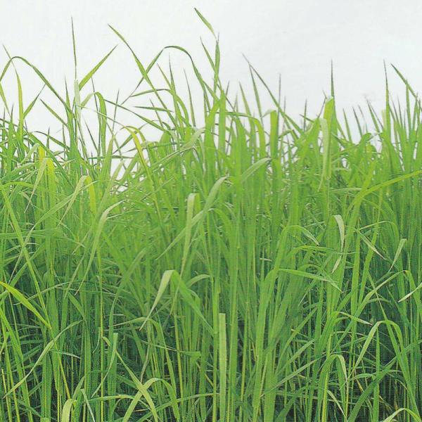 チモシーは冬期の低温や土壌凍結、雪腐病などによる冬枯れに対して非常に強く、北海道でも基幹草種として利用される。高温や土壌の乾燥には弱い。北見農業試験場育成 OECD登録品種●特性・特徴出穂期は「センボク」よりやや早い。茎は太い。葉は多葉、飼...