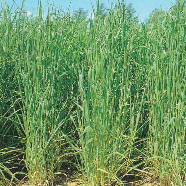 チモシーは冬期の低温や土壌凍結、雪腐病などによる冬枯れに対して非常に強く、北海道でも基幹草種として利用される。高温や土壌の乾燥には弱い。北見農業試験場育成 OECD登録品種●特性・特徴出穂期は「ノサップ」より1週間から10日遅い。草型は直立...