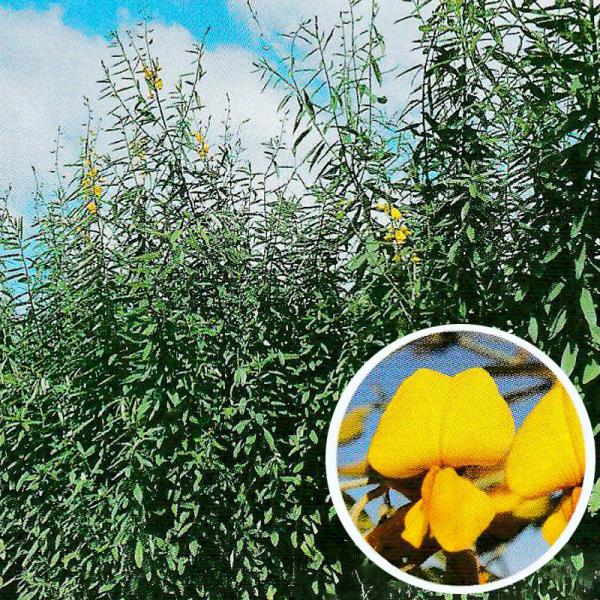 サツマイモネコブセンチュウをはじめ、各種のネコブセンチュウの密度を抑制する。排水不良地には向かないが、酸性地・やせ地でもよく生育する。●特性・特徴センチュウに汚染された畑に利用。美しい黄色の花をつけるので景観用としても利用できる。