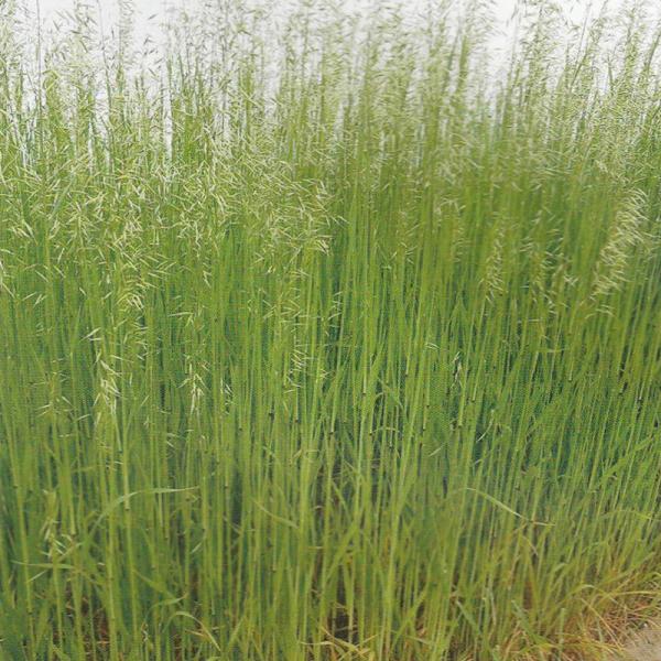 キスジノミ八ムシの多い畑やキタネグサレセンチュウに汚染された畑に利用。●特性・特徴えん麦の野生種。ダイコンなどの前作として栽培することにより、キスジノミハムシの密度を抑制する。連作障害などにより発生する、根菜類のキタネグサレセンチュウの密度...